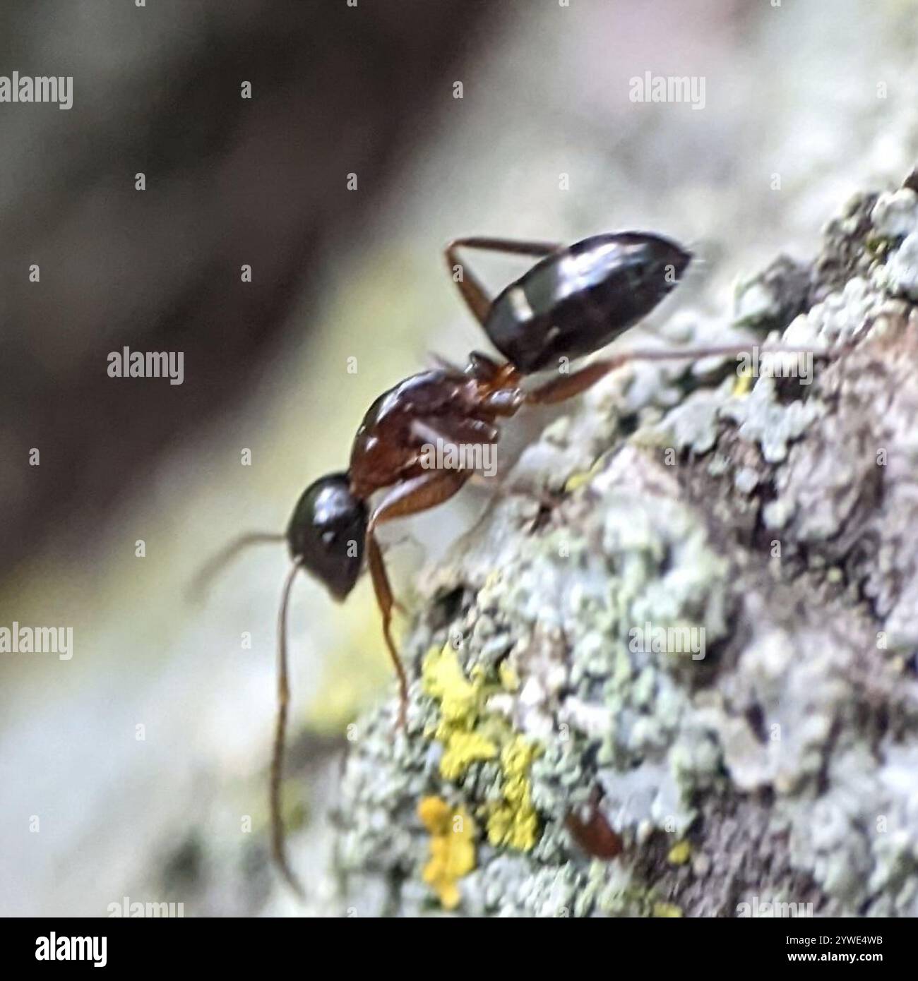 Nearctic Carpenter Ant (Camponotus nearcticus Stock Photo - Alamy