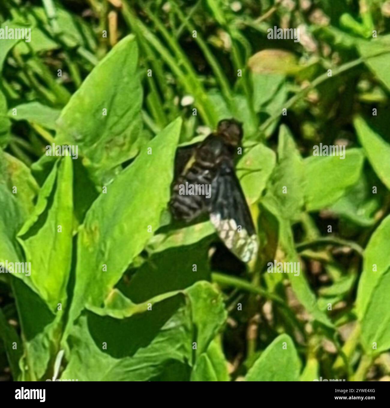 Black Banded Bee Fly (Hemipenthes morio Stock Photo - Alamy