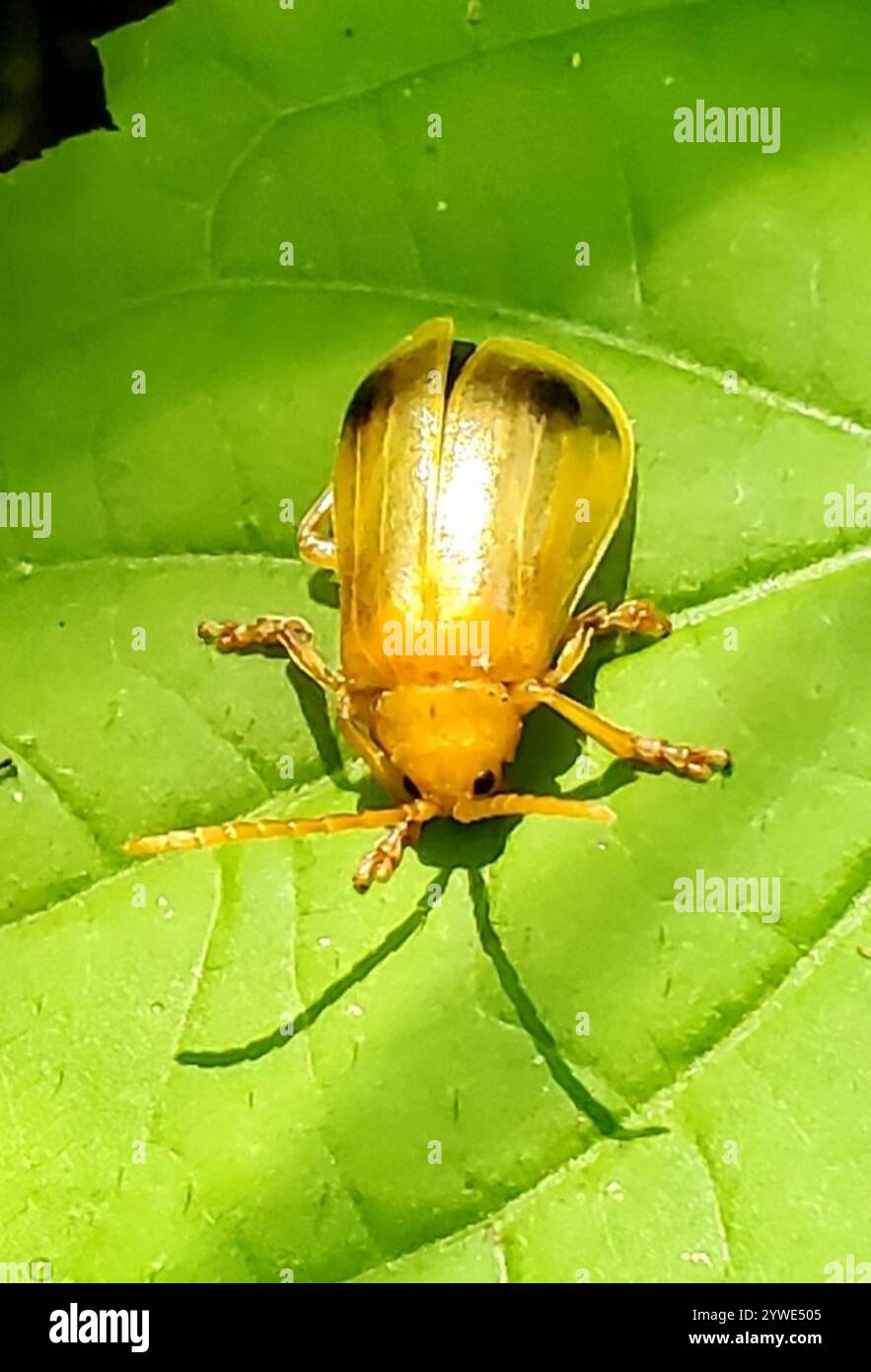 Larger Elm Leaf Beetle (Monocesta coryli Stock Photo - Alamy