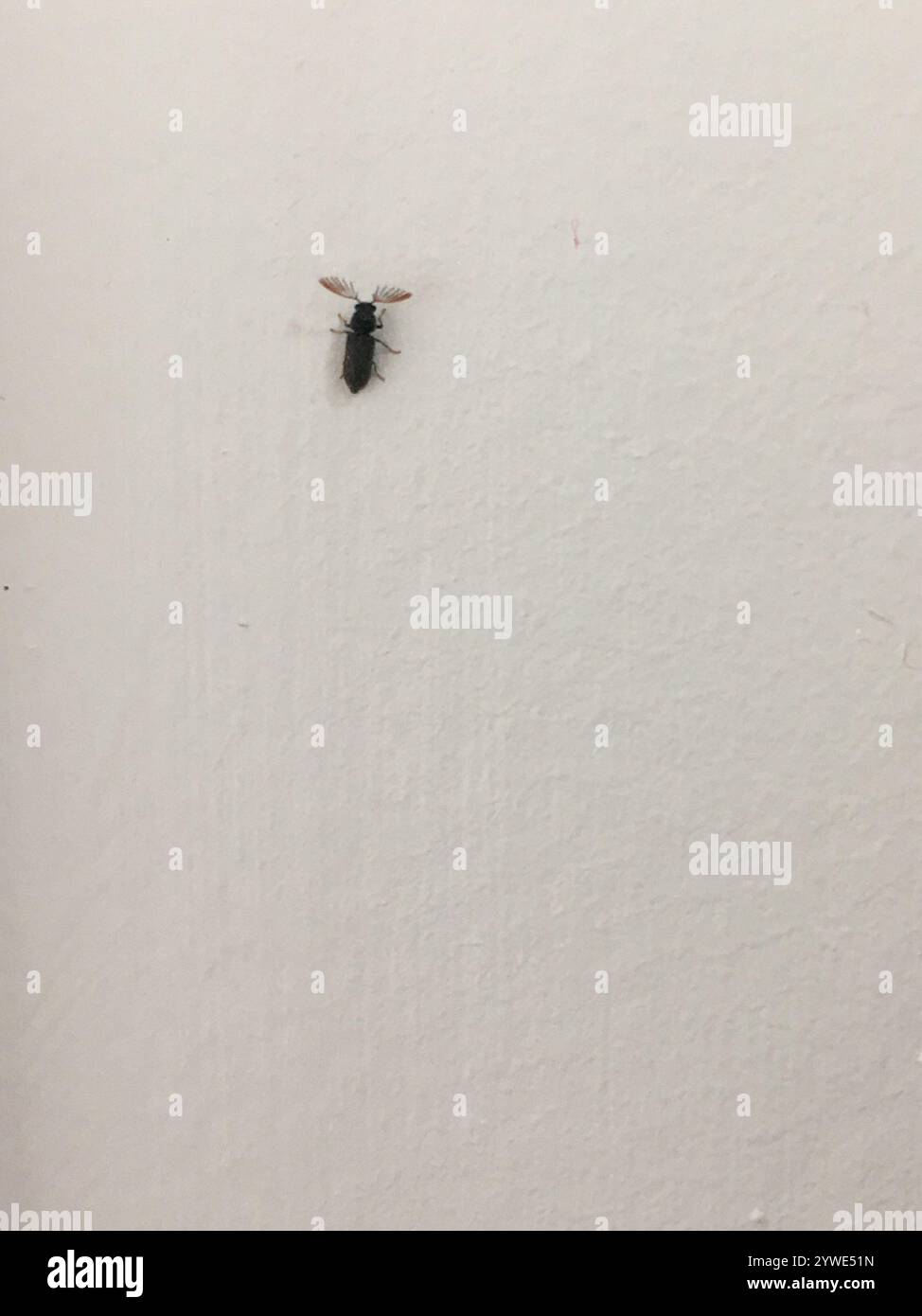 Death-watch Beetles (Ptilinus Stock Photo - Alamy