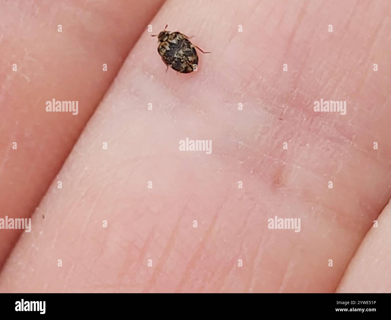 Skin Beetles (Dermestidae Stock Photo - Alamy