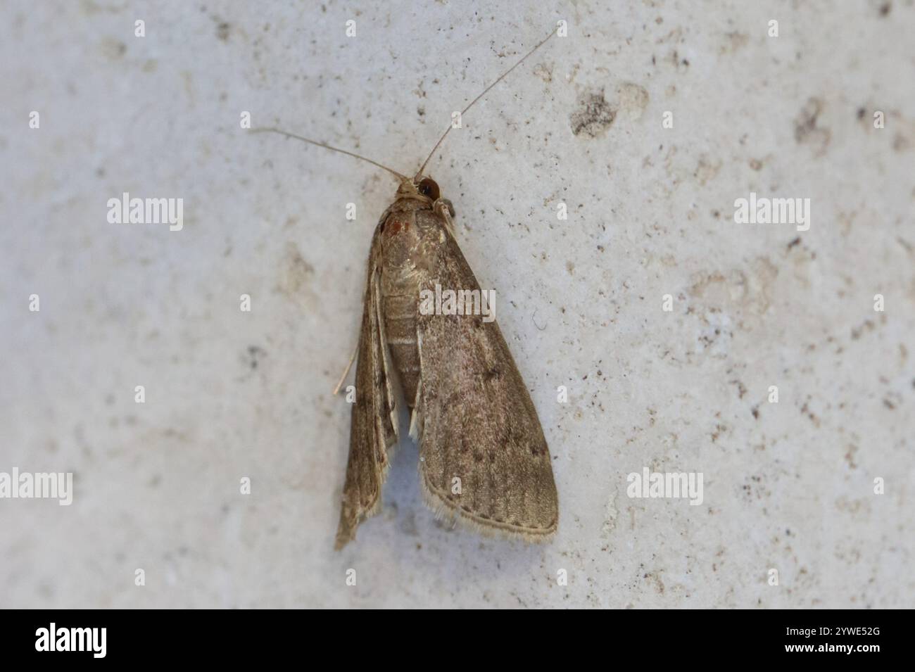 Grass Webworm Moth (Herpetogramma licarsisalis Stock Photo - Alamy