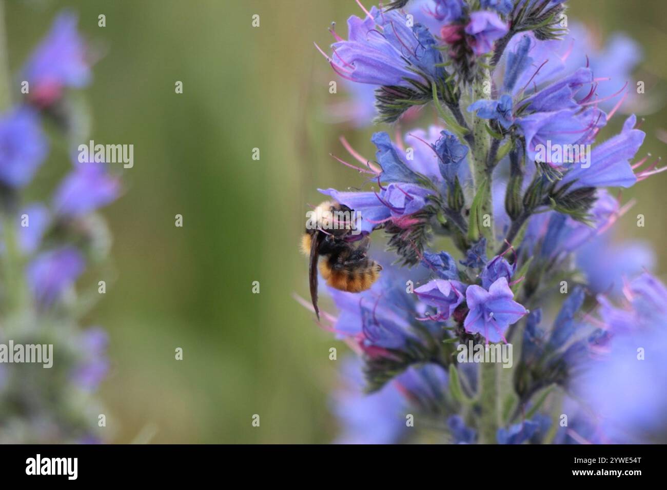 White-shouldered Bumble Bee (Bombus appositus Stock Photo - Alamy