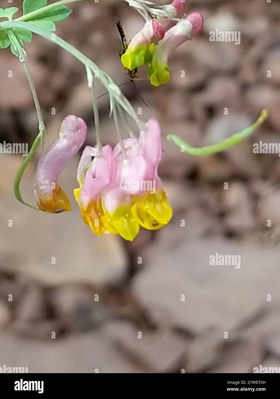 Capnoides sempervirens hi-res stock photography and images - Alamy