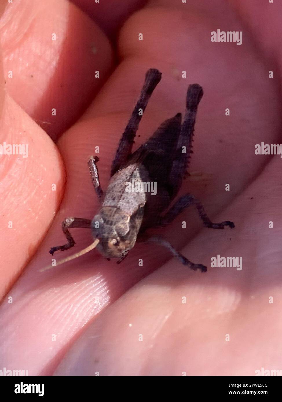 Huron Short-winged Locust (Melanoplus huroni Stock Photo - Alamy