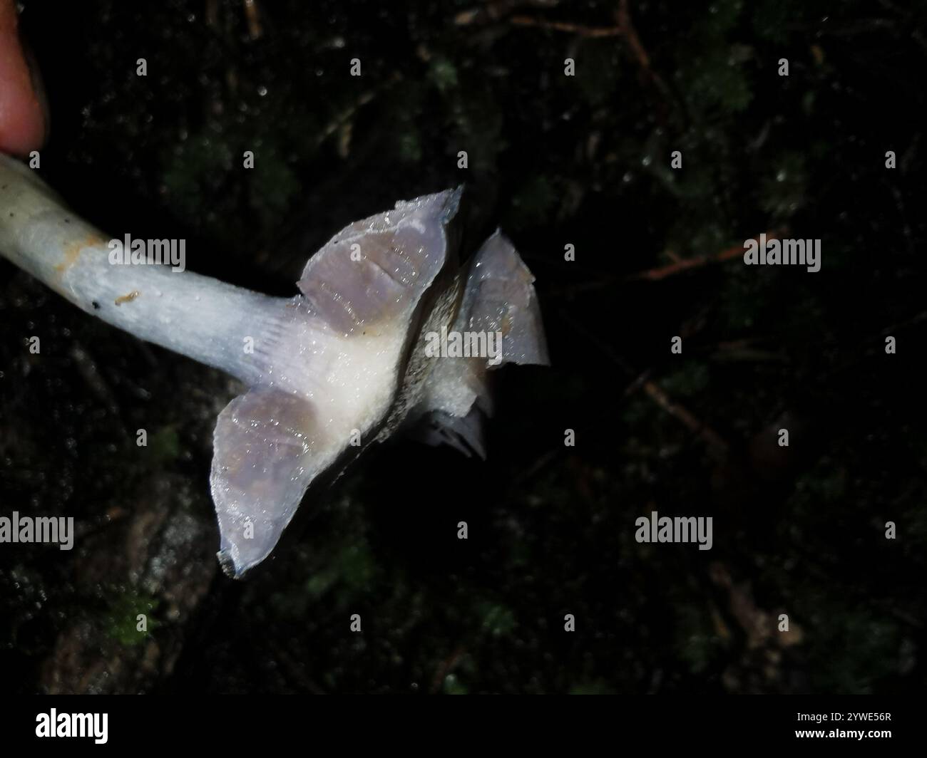 elegant blue webcap (Cortinarius rotundisporus Stock Photo - Alamy