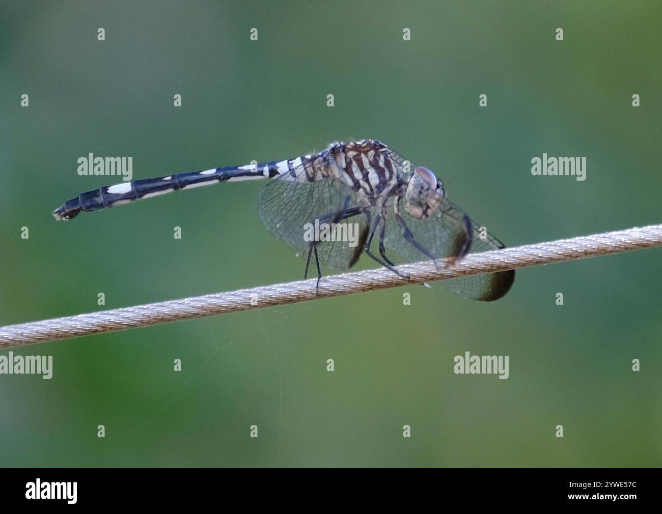 Swift Setwing (Dythemis velox Stock Photo - Alamy