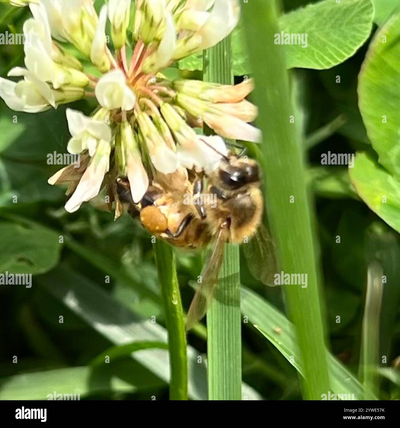 Western Honey Bee (Apis mellifera Stock Photo - Alamy