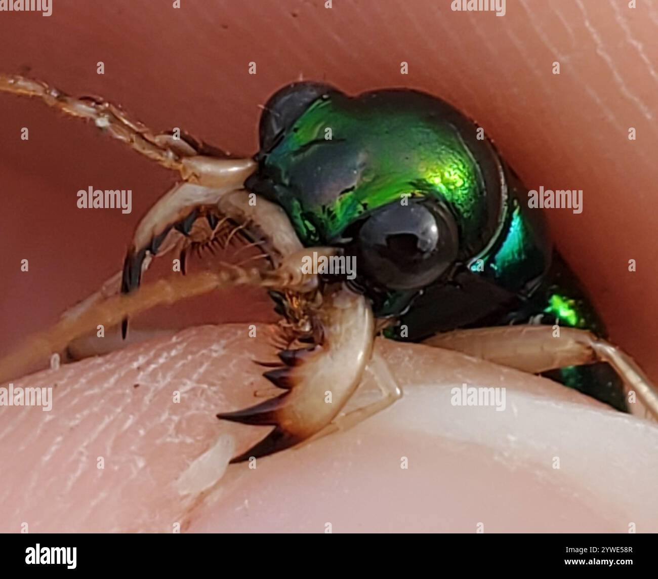 Carolina Metallic Tiger Beetle (Tetracha carolina Stock Photo - Alamy
