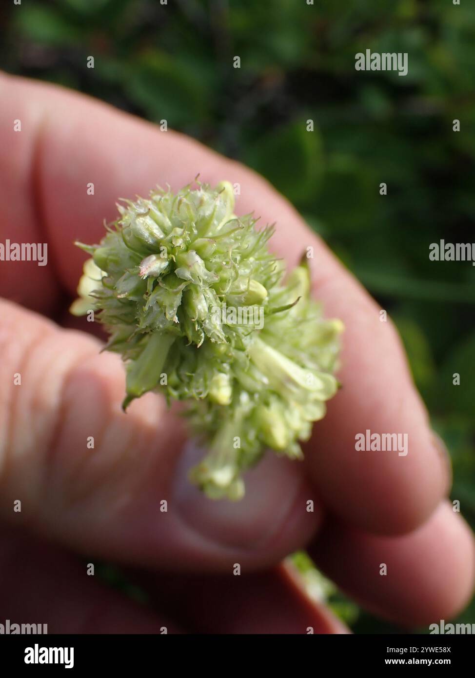 Yellow Beardtongue (Penstemon confertus Stock Photo - Alamy