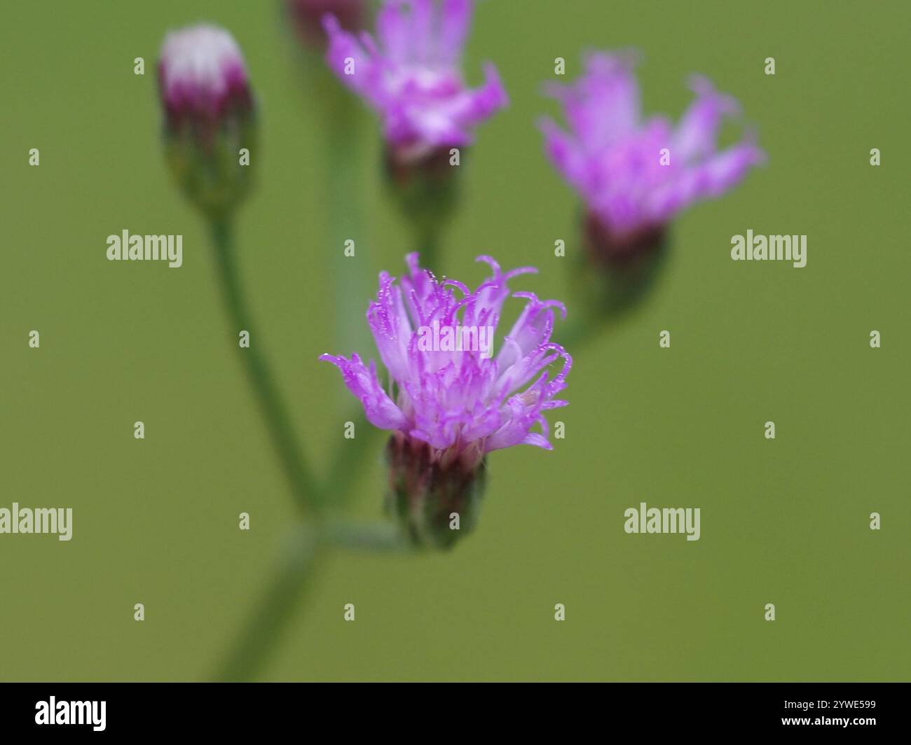 little ironweed (Cyanthillium cinereum Stock Photo - Alamy