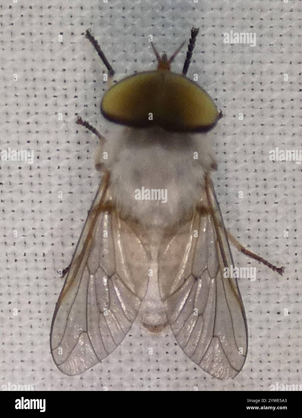 True Horse Flies (Tabanus Stock Photo - Alamy