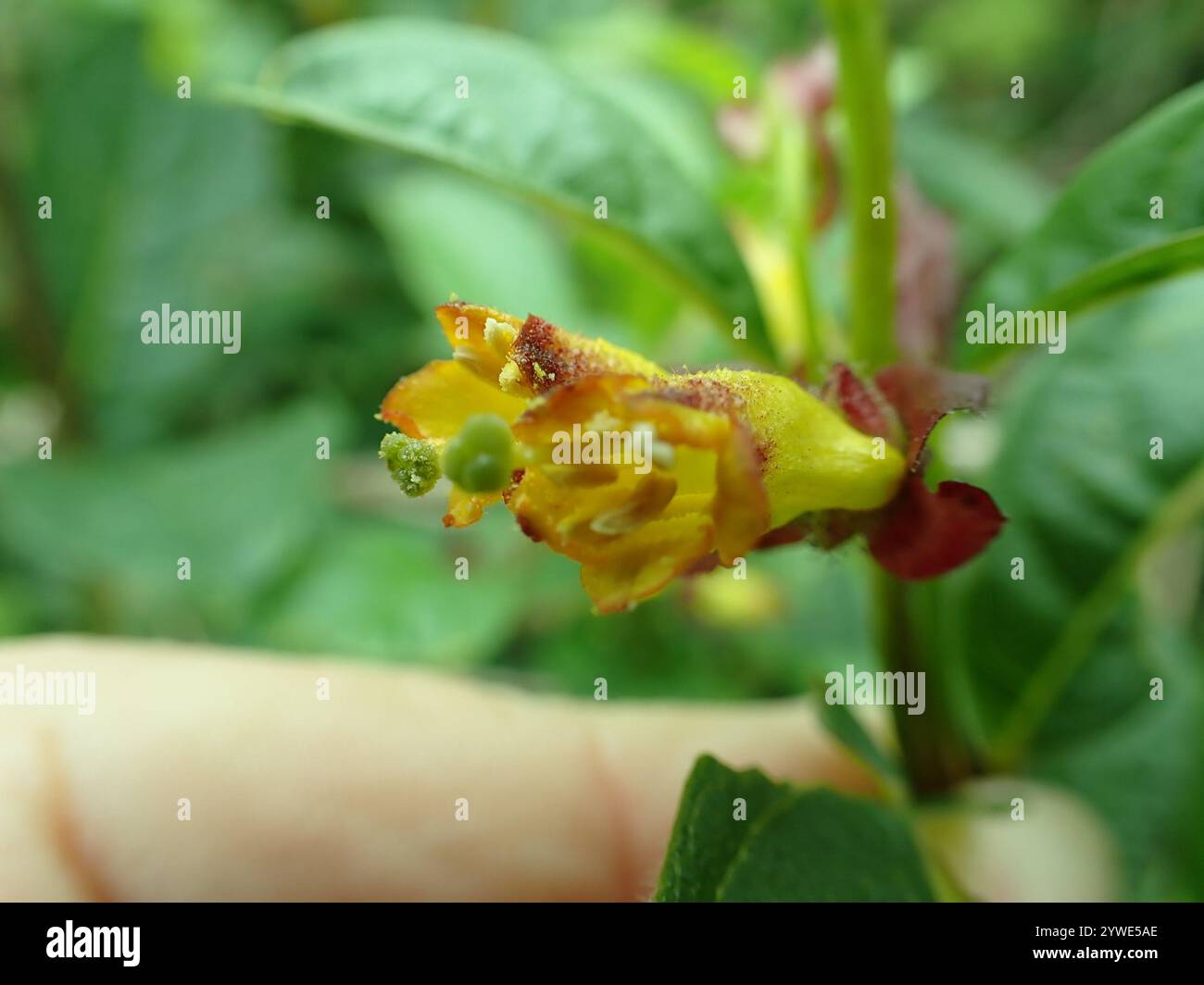 twinberry honeysuckle (Lonicera involucrata Stock Photo - Alamy