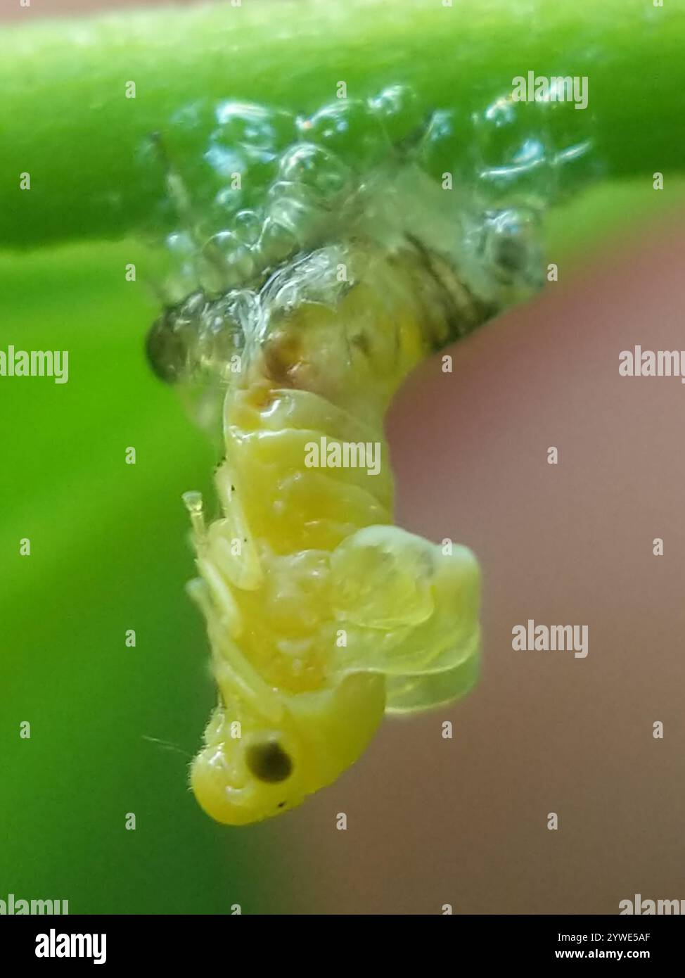 Spittlebugs and Froghoppers (Cercopoidea Stock Photo - Alamy