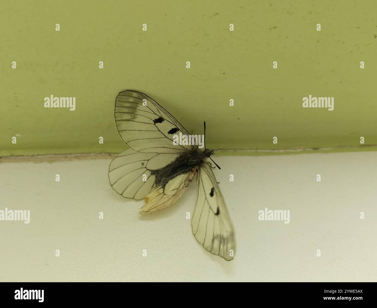 Clouded Apollo (Parnassius mnemosyne Stock Photo - Alamy