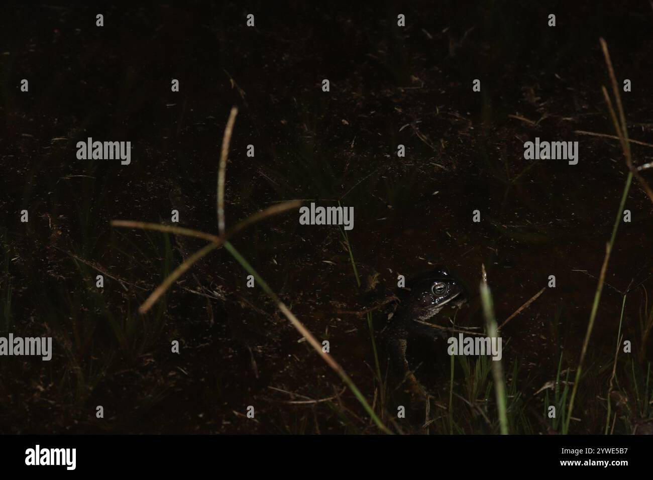 Sand Toad (Vandijkophrynus angusticeps Stock Photo - Alamy