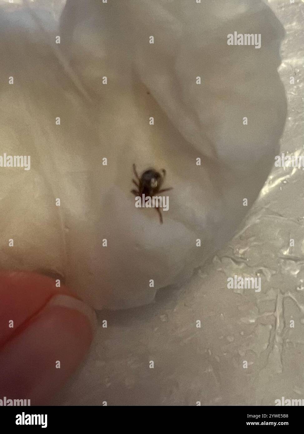 American Dog Tick (Dermacentor variabilis Stock Photo - Alamy