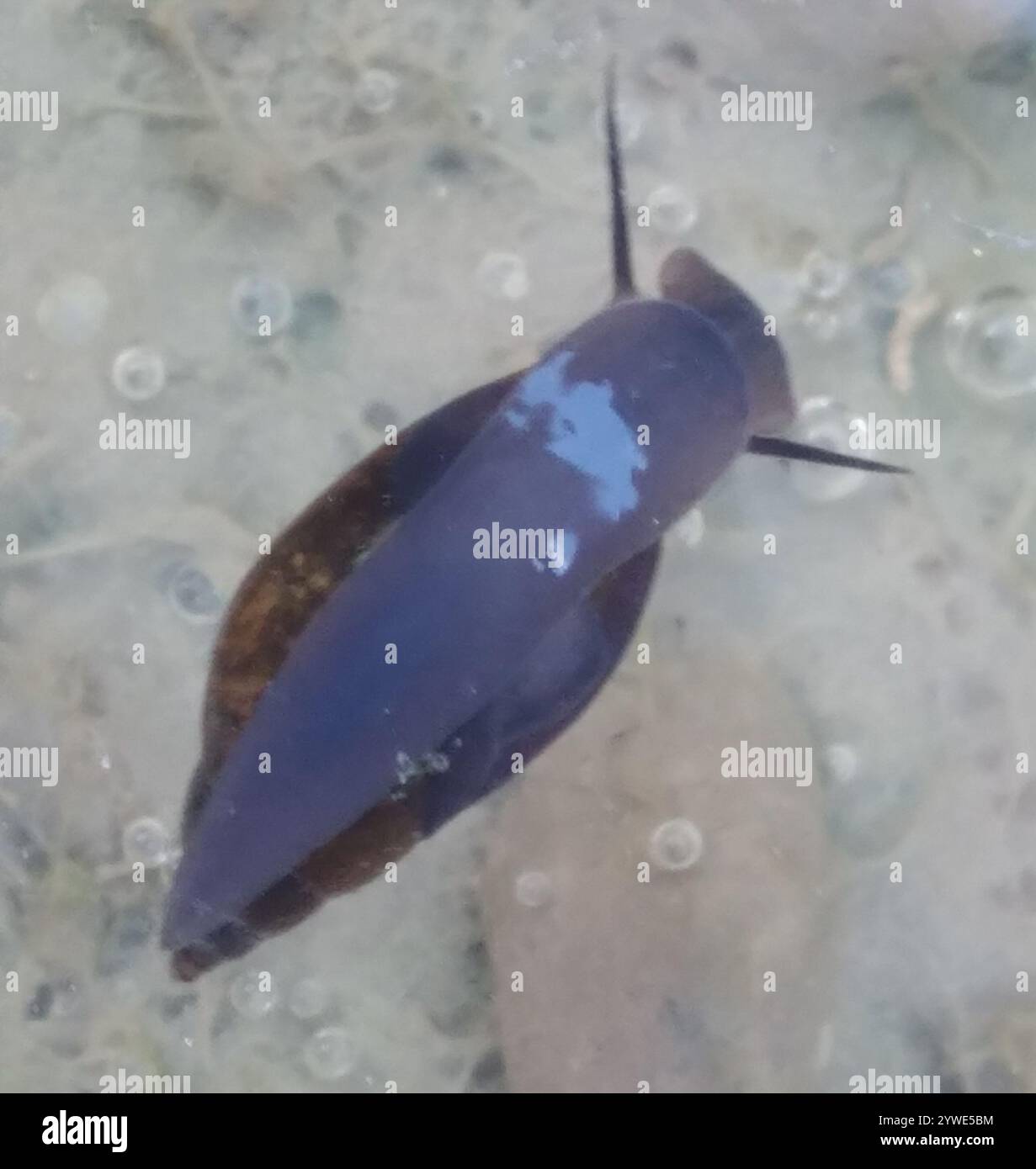 Bladder Snails (Physidae Stock Photo - Alamy