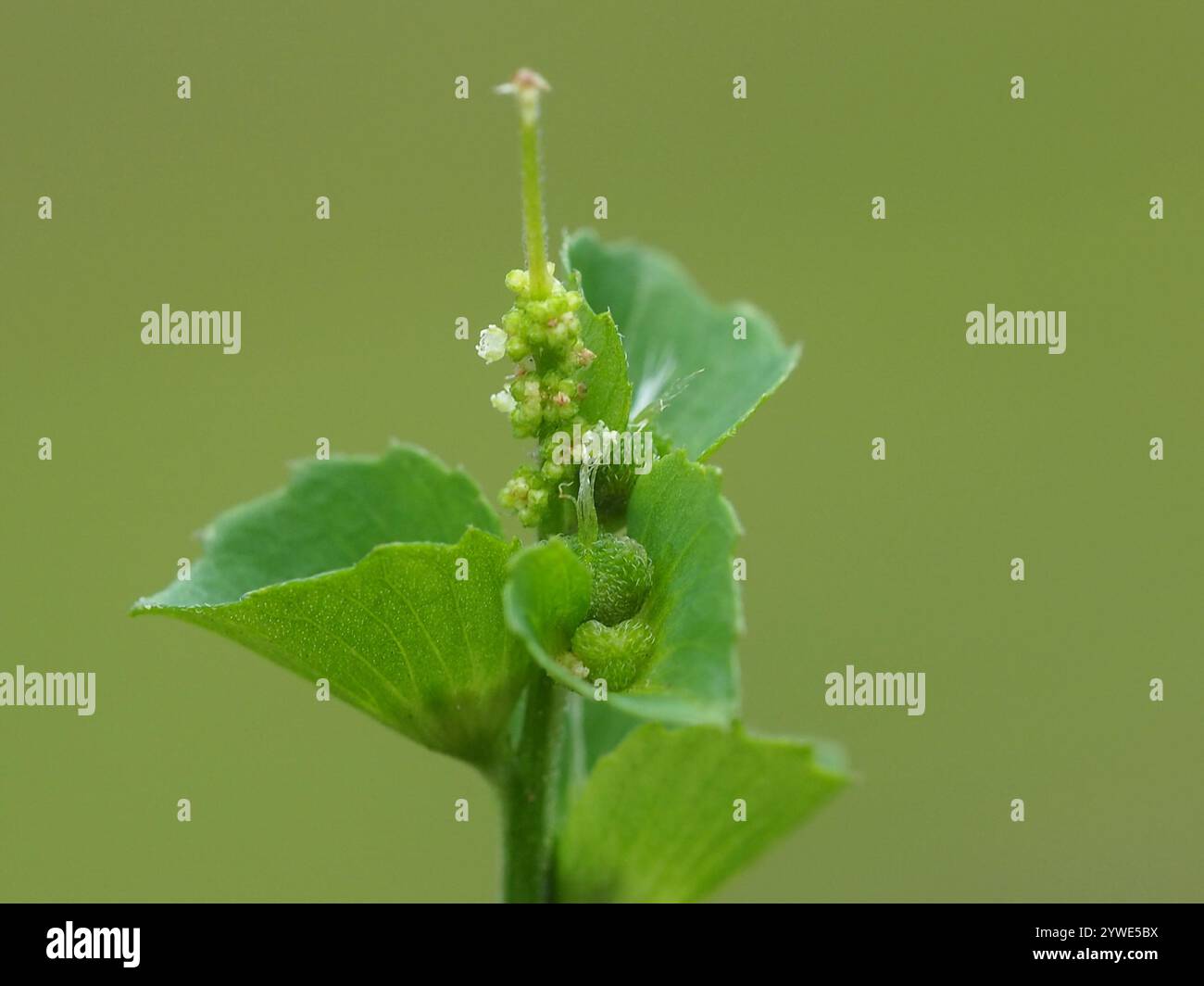 Indian Acalypha (Acalypha indica Stock Photo - Alamy