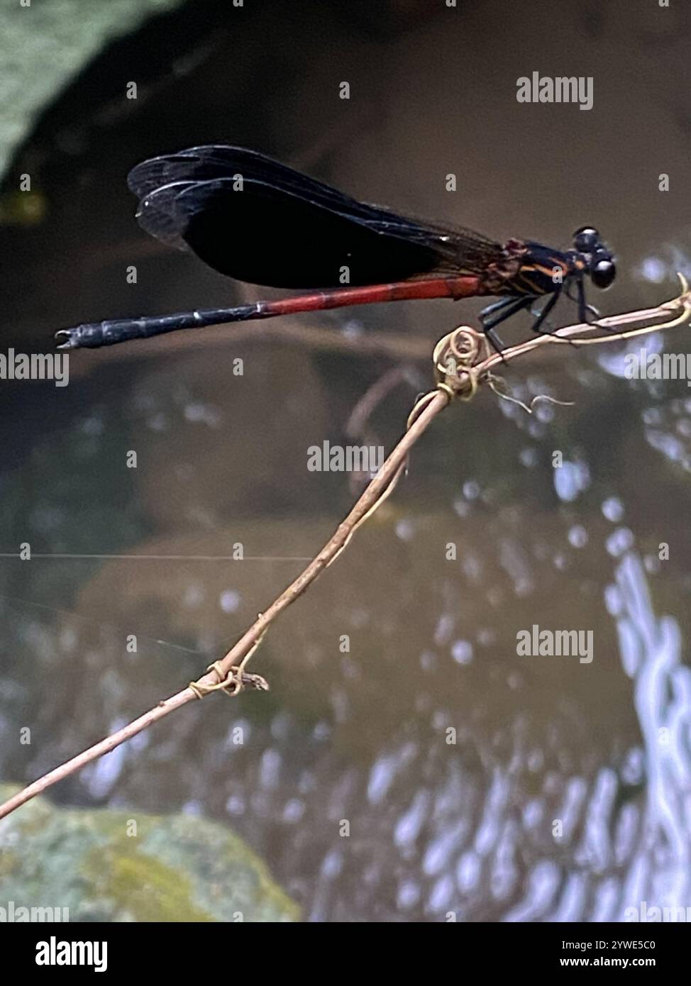 Formosan Damselfly (Euphaea formosa Stock Photo - Alamy