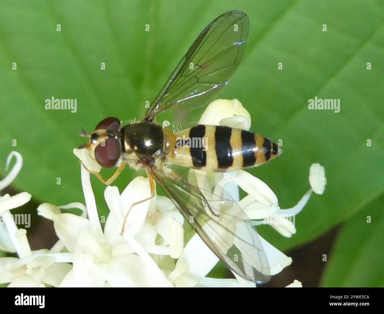 Meliscaeva cinctella hi-res stock photography and images - Alamy