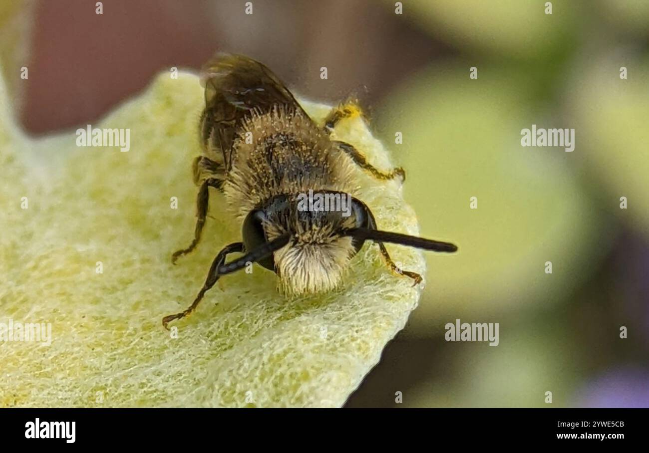 Mining Bees (Andrena Stock Photo - Alamy