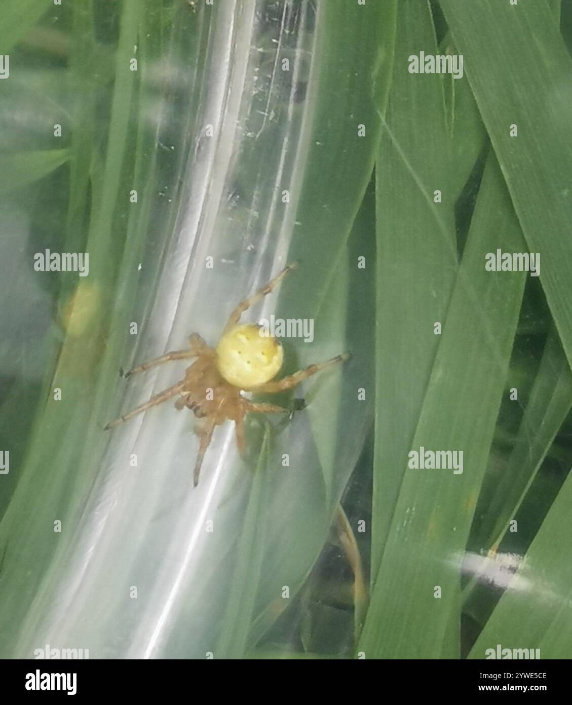 Four-spot Orbweaver (Araneus quadratus Stock Photo - Alamy