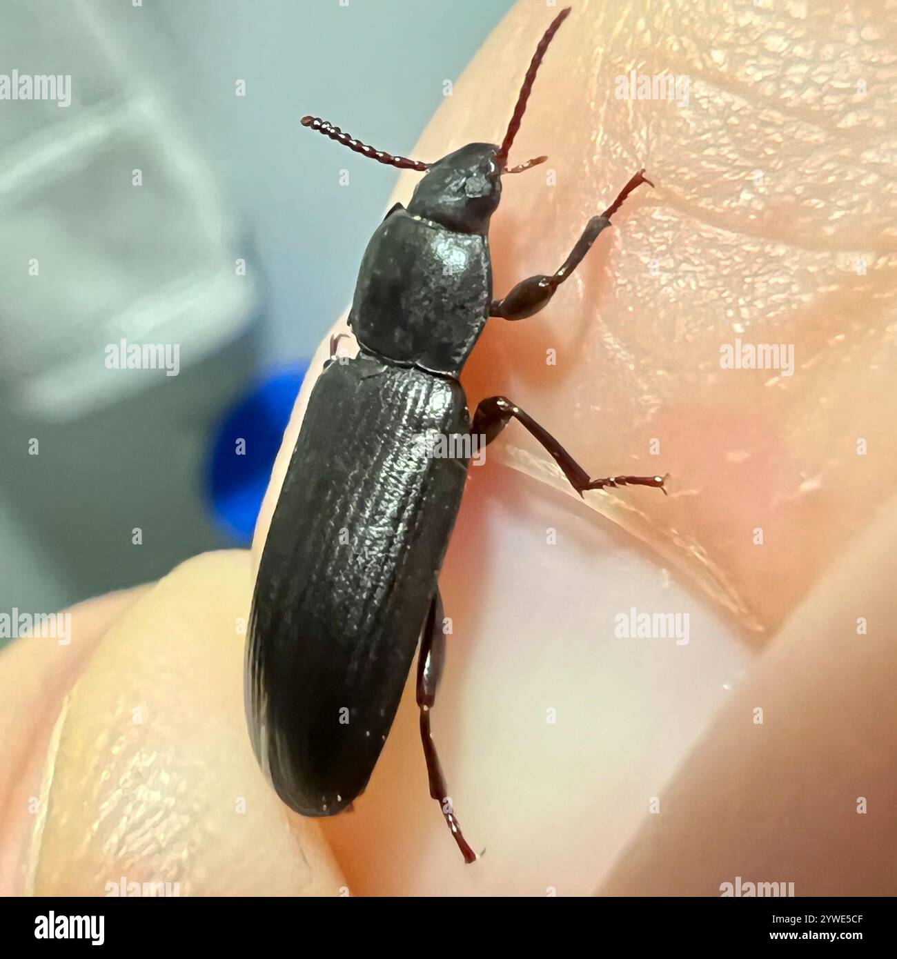 Yellow Mealworm Beetle (Tenebrio molitor Stock Photo - Alamy