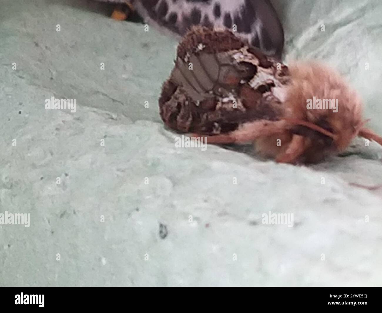 Map of swift hi-res stock photography and images - Alamy