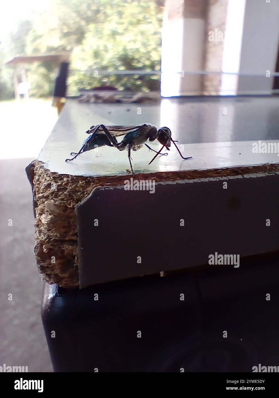 Blue Mud-dauber Wasps (Chalybion Stock Photo - Alamy