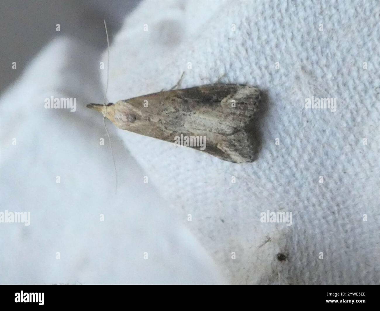 Pinion-streaked Snout (Schrankia costaestrigalis Stock Photo - Alamy