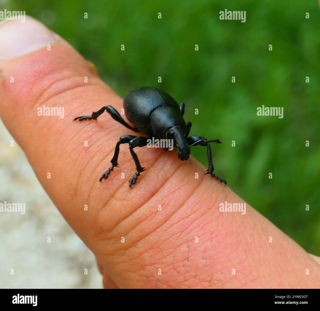 Liparus hi-res stock photography and images - Alamy