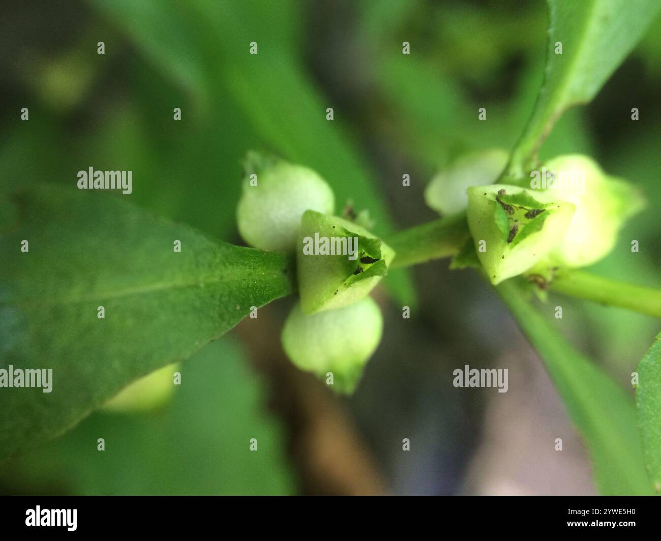 Proserpinaca palustris hi-res stock photography and images - Alamy
