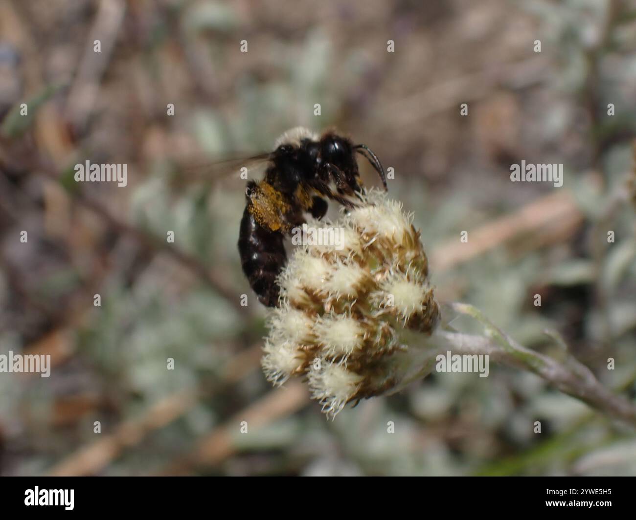 Mining Bees (Andrena Stock Photo - Alamy