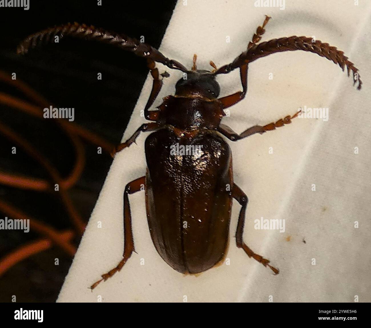 Tile-horned Prionus (Prionus imbricornis Stock Photo - Alamy