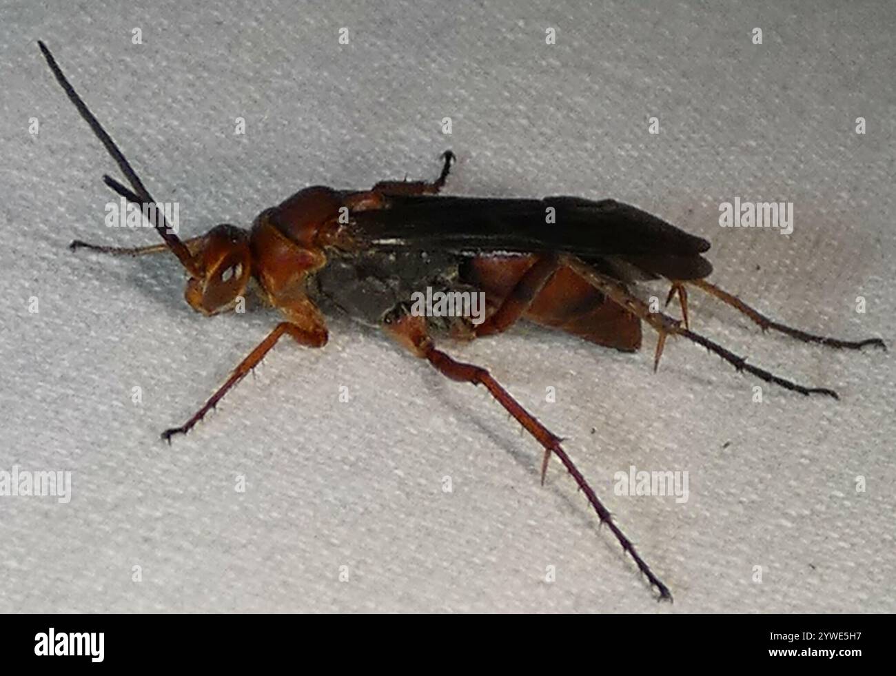 Rusty Spider Wasp (Tachypompilus ferrugineus Stock Photo - Alamy