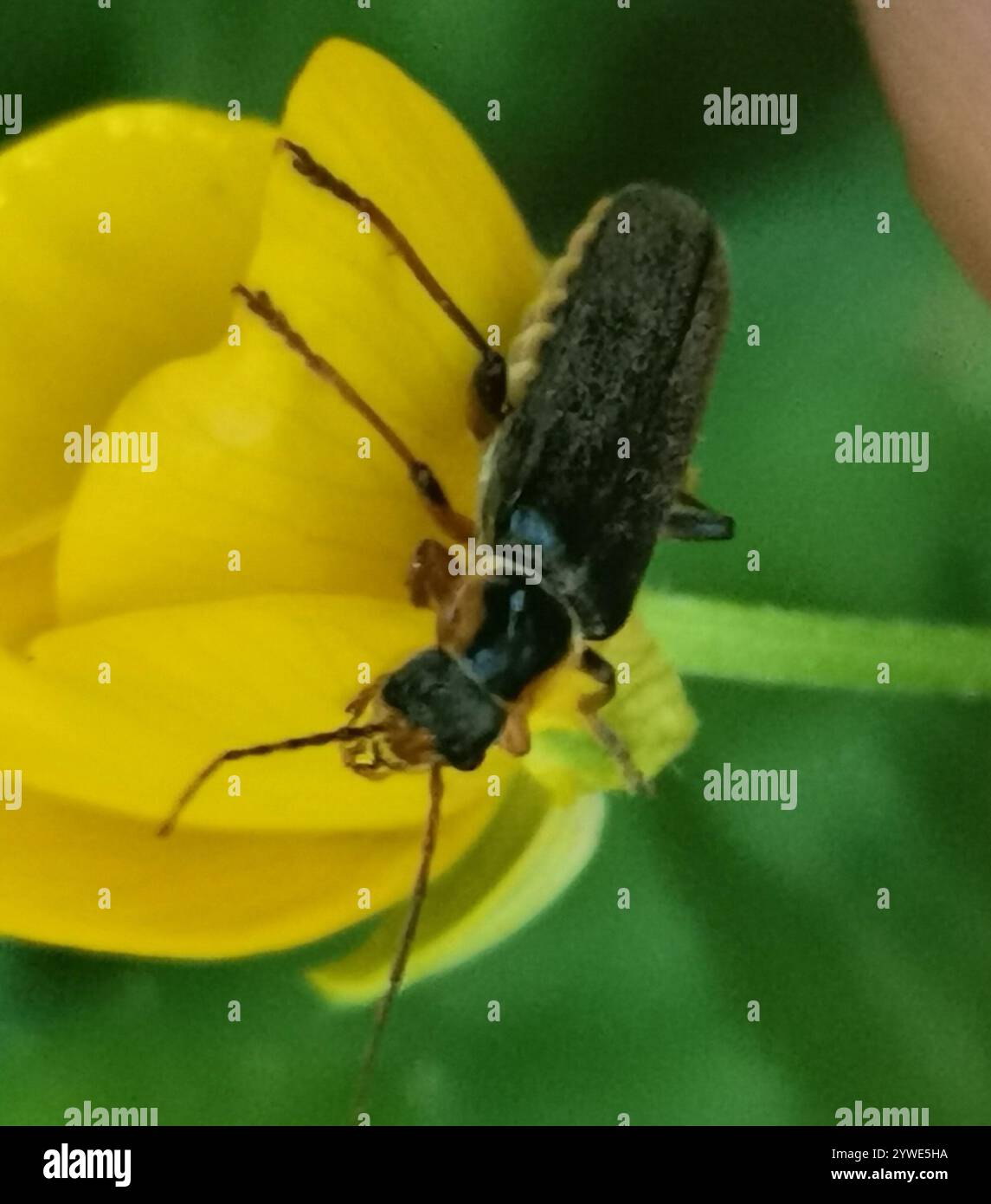 Grey sailor beetle hi-res stock photography and images - Alamy