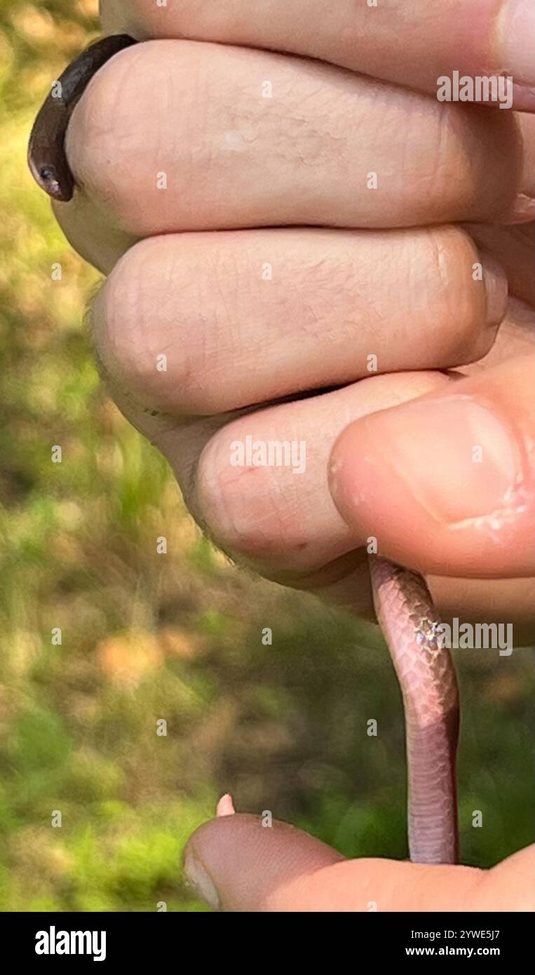 Eastern worm snake hi-res stock photography and images - Alamy