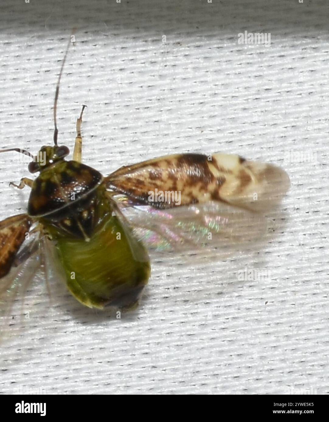 True Bugs (Heteroptera Stock Photo - Alamy