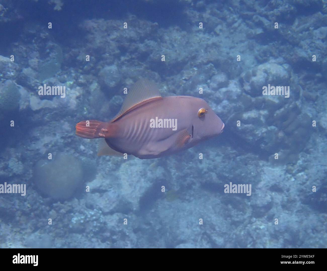 Barred Filefish (Cantherhines dumerilii Stock Photo - Alamy