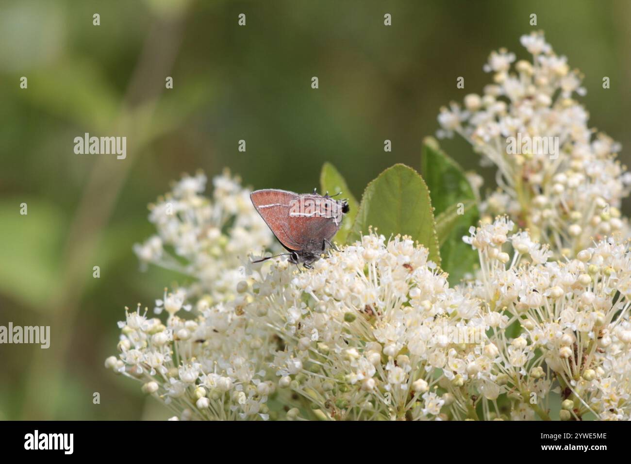 Callophrys spinetorum hi-res stock photography and images - Alamy