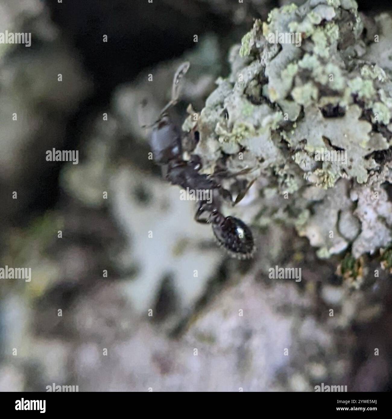 Acorn Ants and Allies (Temnothorax Stock Photo - Alamy