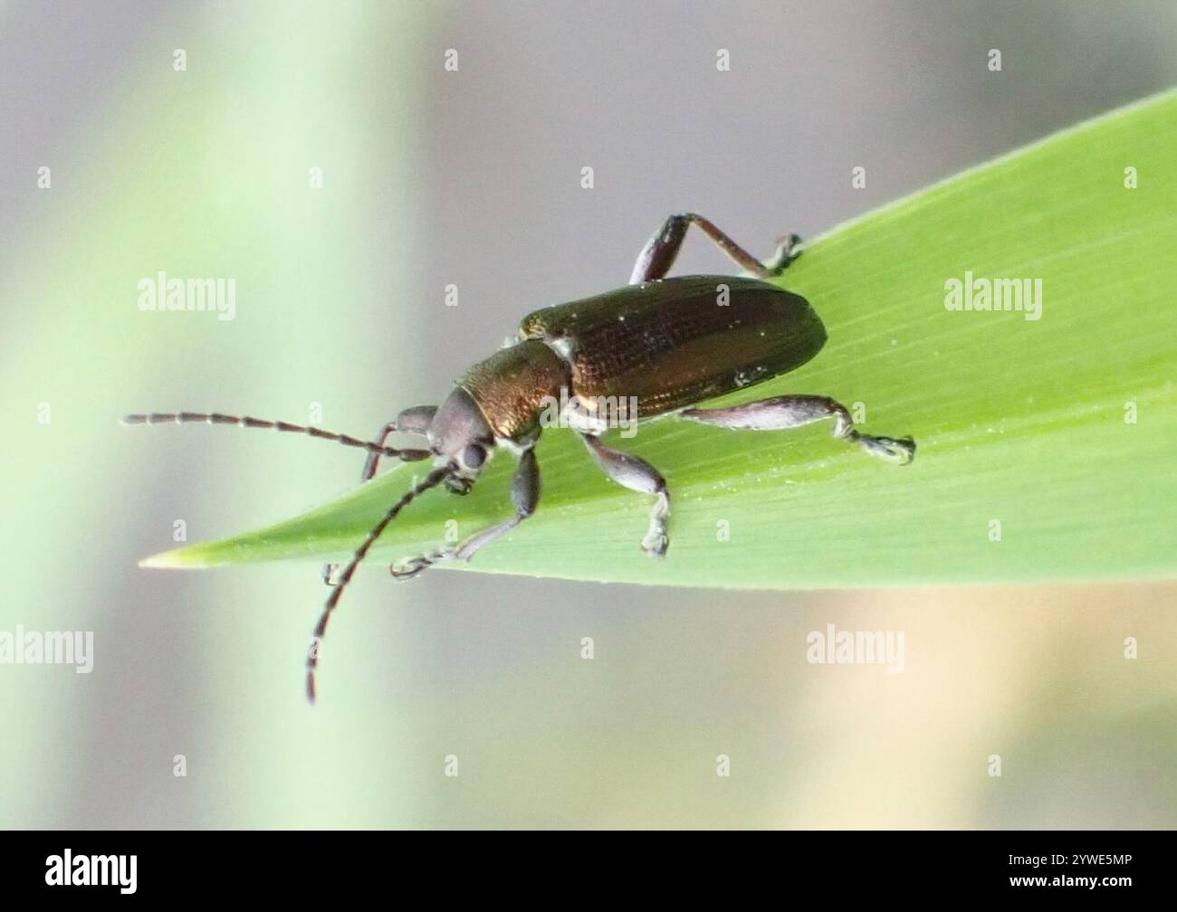 Grooved Leaf Beetle (Donacia semicuprea Stock Photo - Alamy