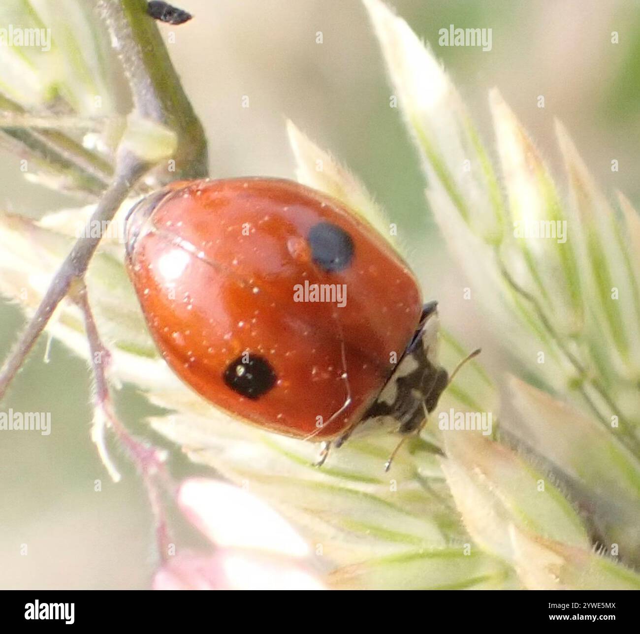 Two-spotted Lady Beetle (Adalia bipunctata Stock Photo - Alamy