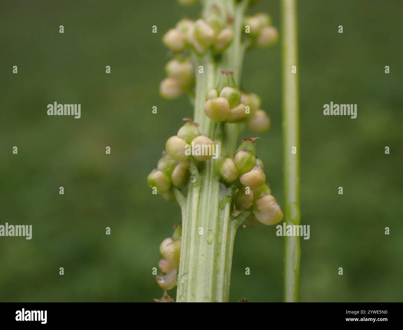 common arrowgrass (Triglochin maritima Stock Photo - Alamy