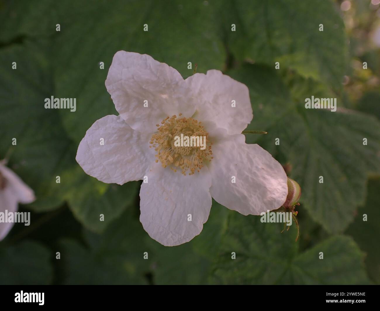 thimbleberry (Rubus parviflorus Stock Photo - Alamy