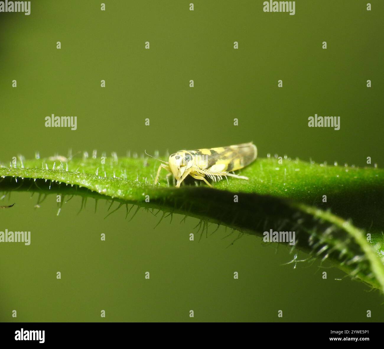 Potato Leafhopper (Eupteryx aurata Stock Photo - Alamy