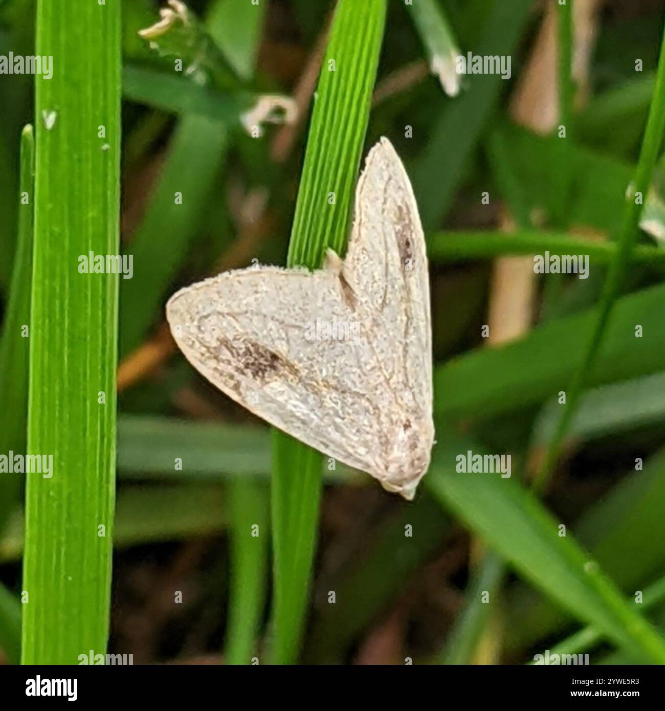 Spotted Grass Moth (Rivula propinqualis Stock Photo - Alamy