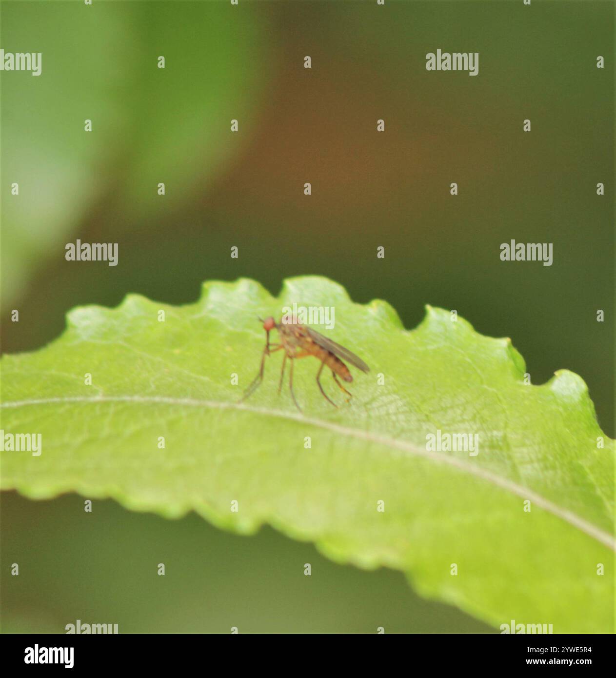 Dance Flies (Empididae Stock Photo - Alamy
