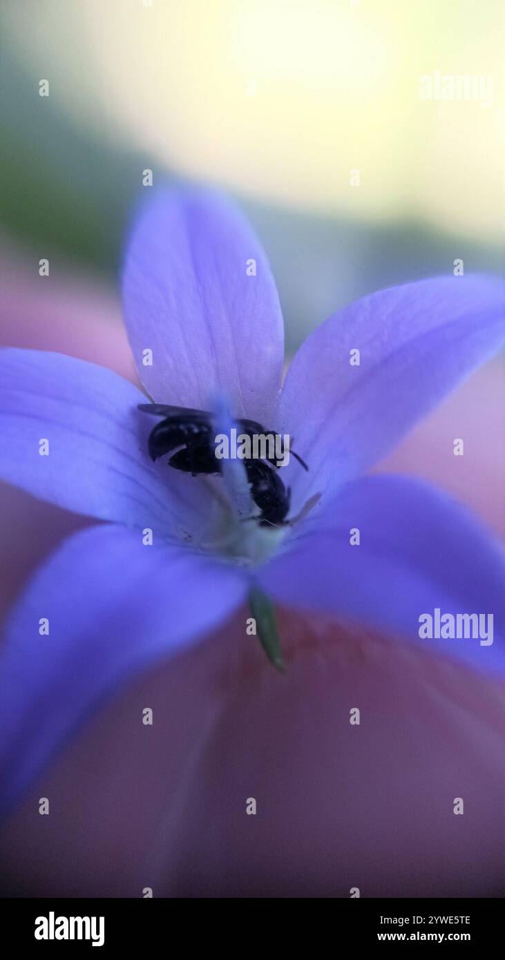 Scissor Bees (Chelostoma Stock Photo - Alamy